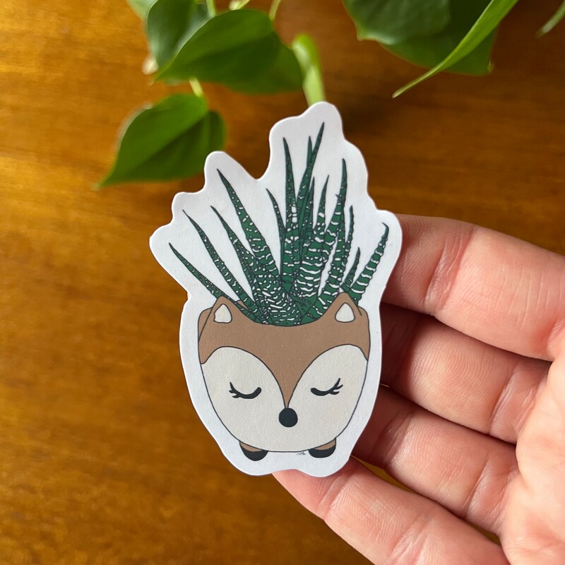 Zebra Haworthia - Etsy