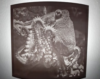 Octopus Night Light - Etsy