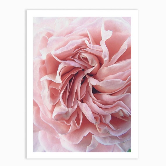 Pink Rose Art Print With Frame Options - Etsy