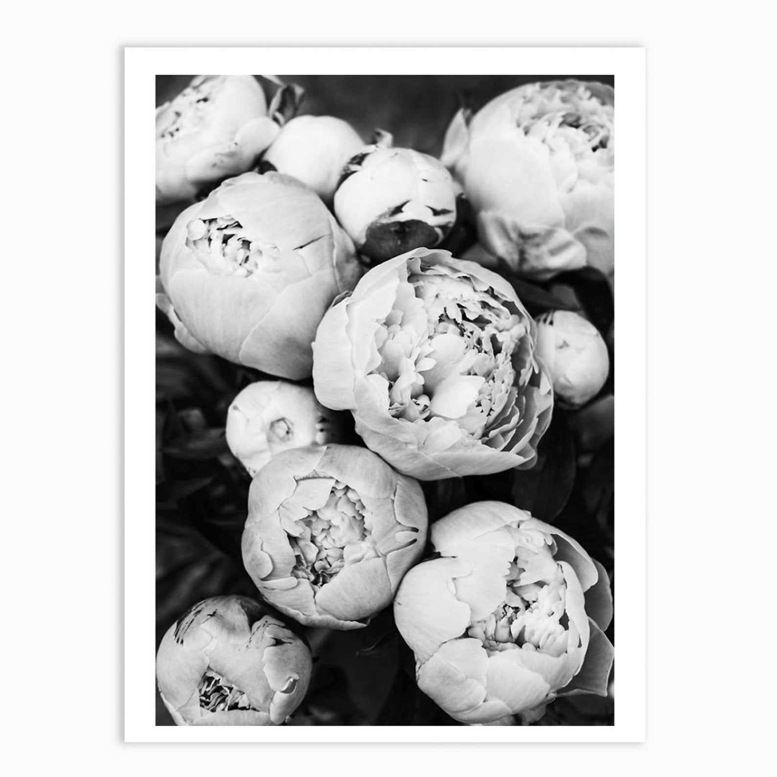 Peonies Wall Art Print Peony Wall Art Botanical Artflower - Etsy