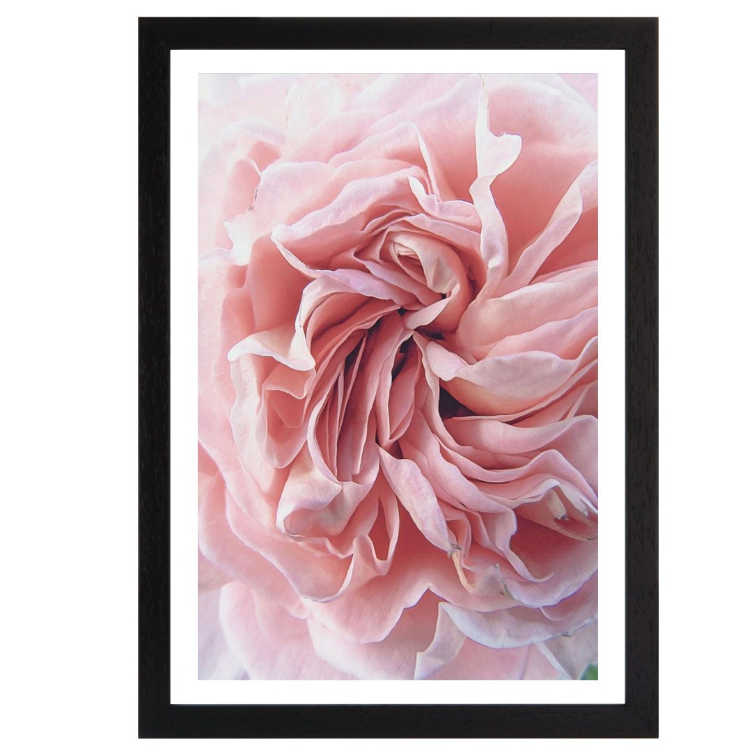 Pink Rose Art Print With Frame Options - Etsy