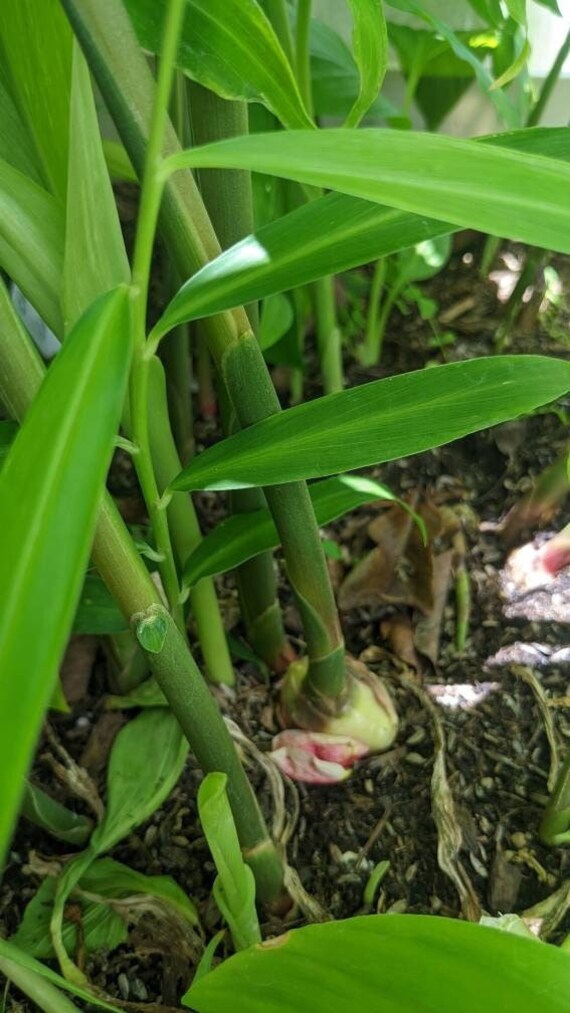 Edible Ginger Root Plant
