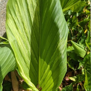 Turmeric Root Olena - Etsy