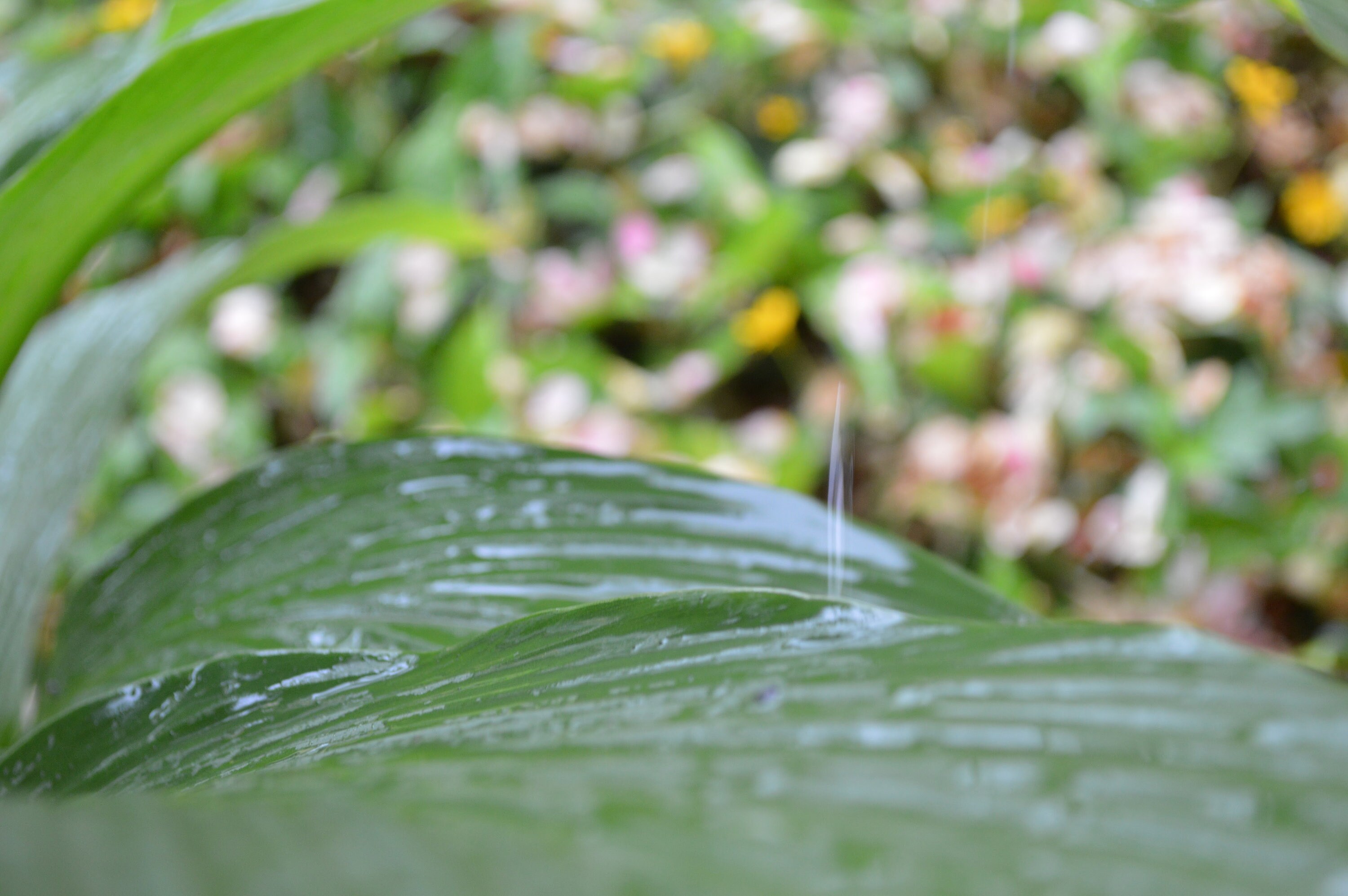 Turmeric Root Olena | Etsy
