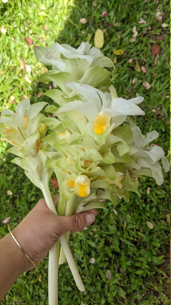 Turmeric Root Olena | Etsy