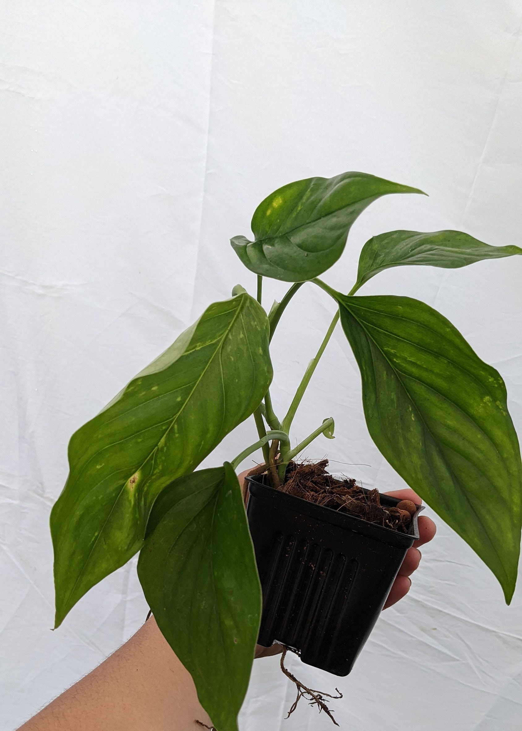 Monstera Acacoyaguensis Rooted Starter or Cutting - Etsy