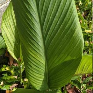 Turmeric Root Olena - Etsy