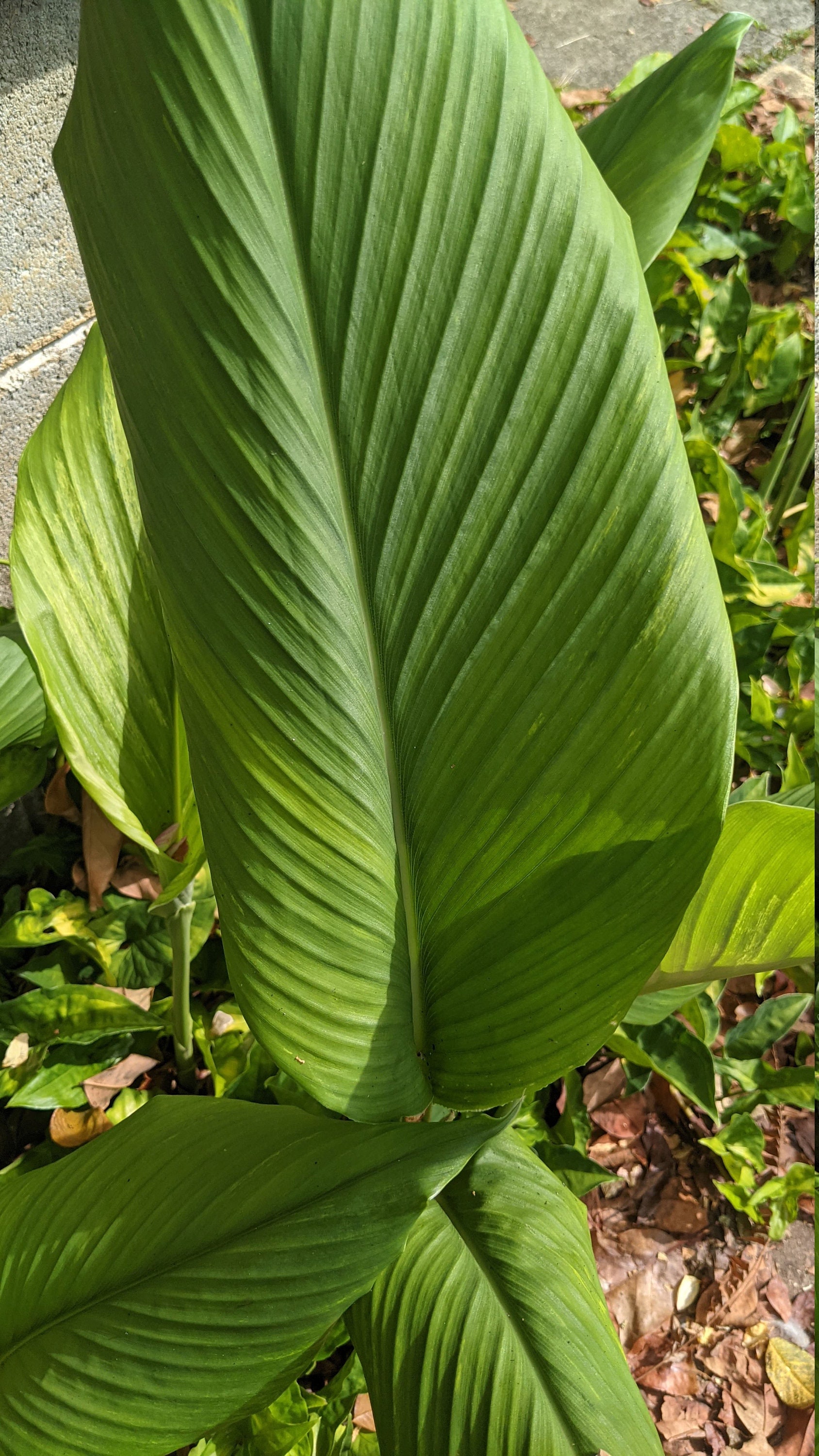 Turmeric Root Olena - Etsy