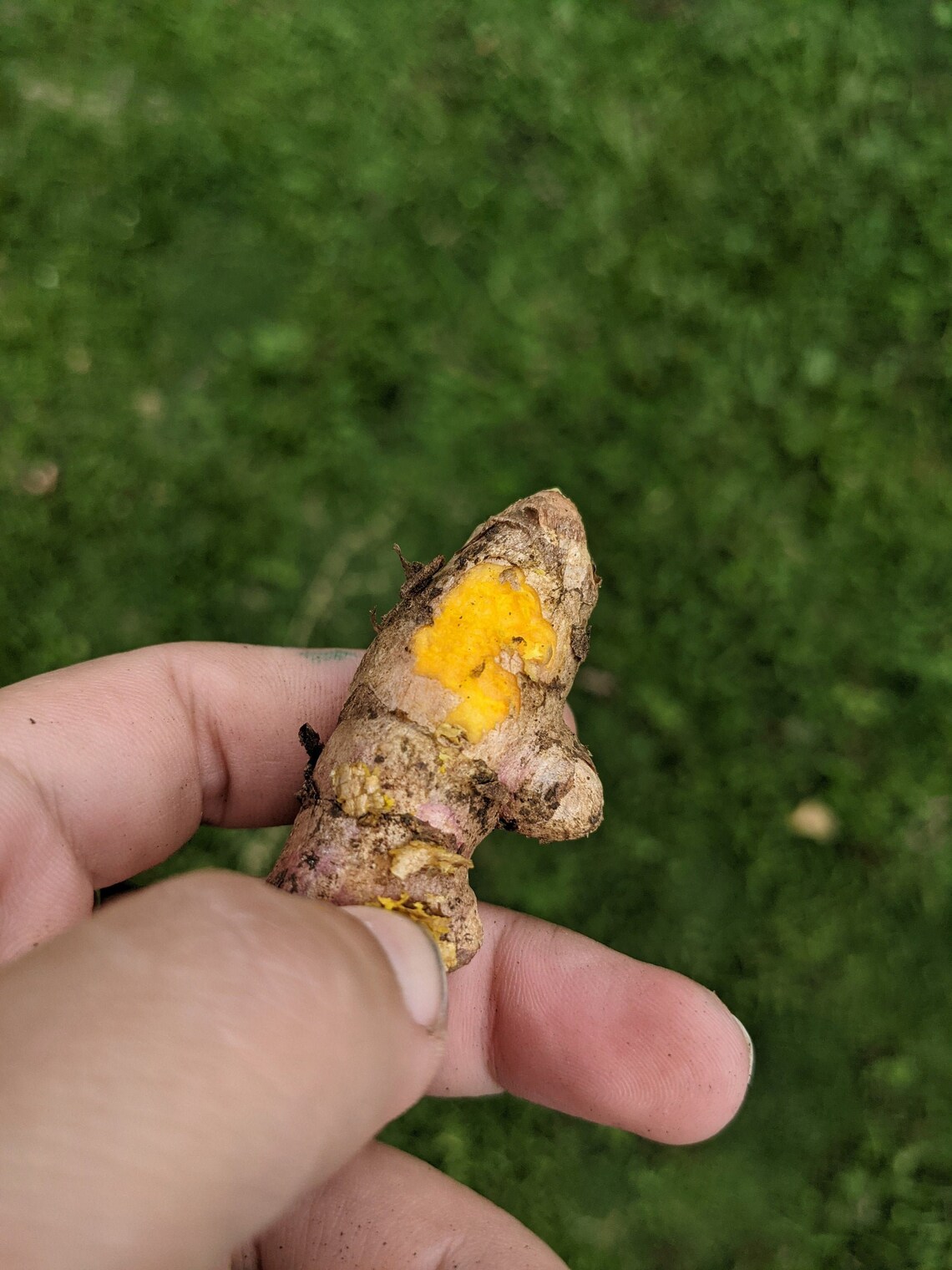 Turmeric Root Olena | Etsy