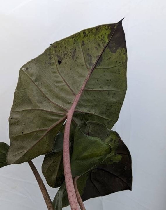 Alocasia Yucatan Queen Starter Corm or Plant US SELLER Free - Etsy