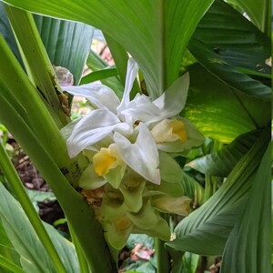 Turmeric Root Olena - Etsy