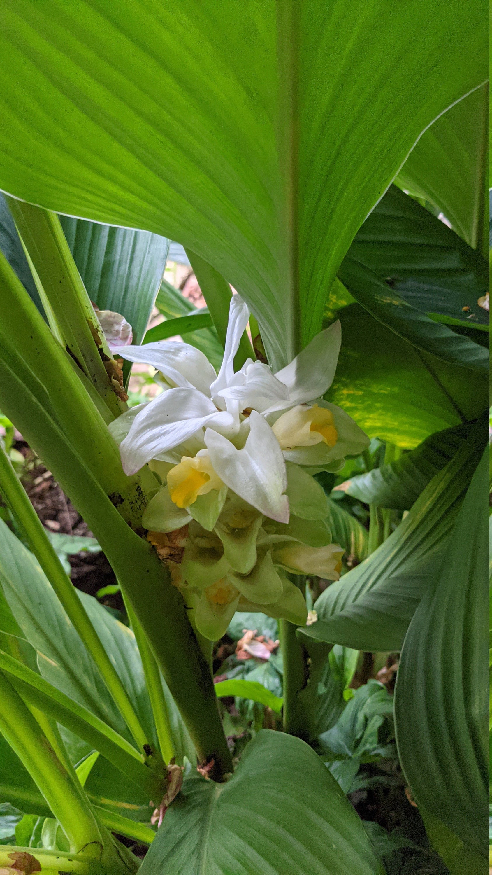 Turmeric Root Olena | Etsy