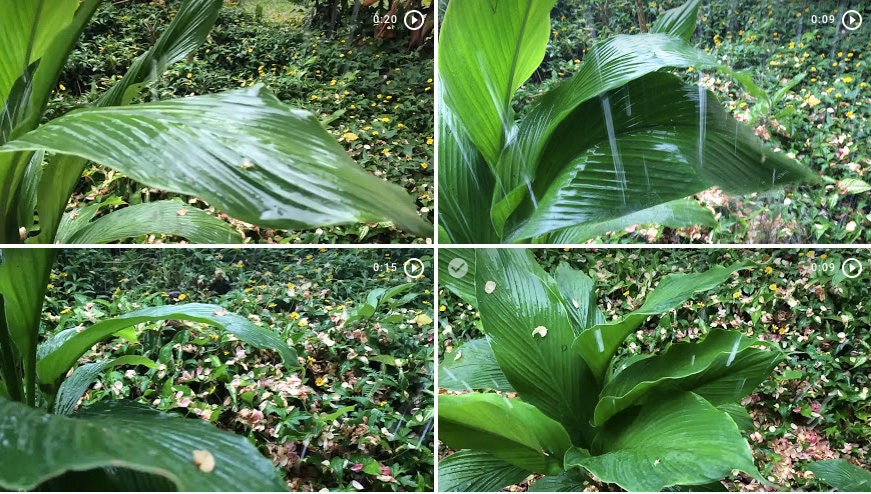 Turmeric Root Olena | Etsy
