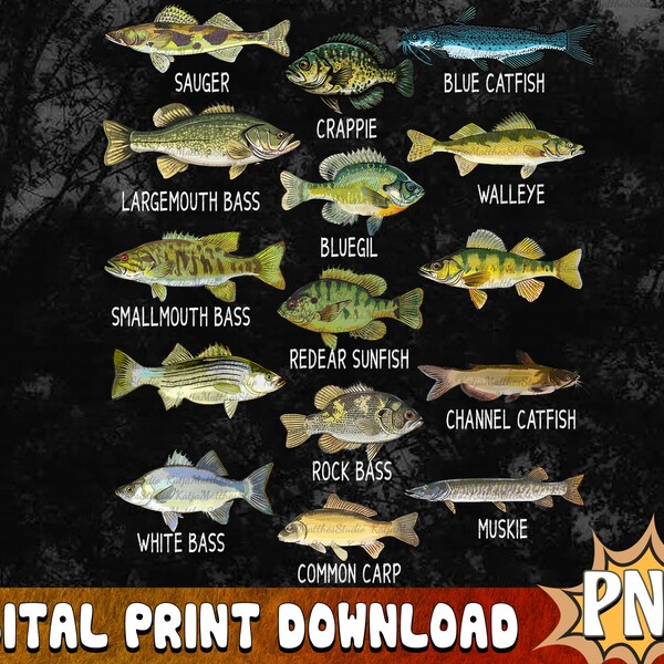 Fish Clipart - Etsy