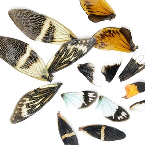 Loose Cicada Wings (16) Various Assorted, Colorful Insect Wings for ...