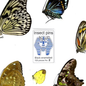 Insect Entomology Pins | 100 per Pack for Setting Butterflies and ...