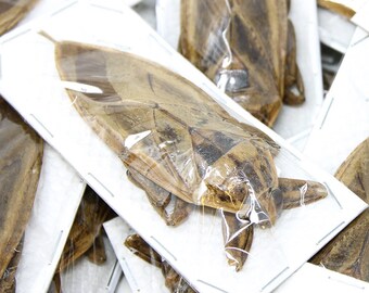 Giant Asian Water Bug, Lethocerus Indicus - Etsy