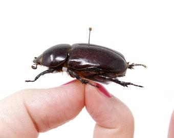 Beetle Png - Etsy UK