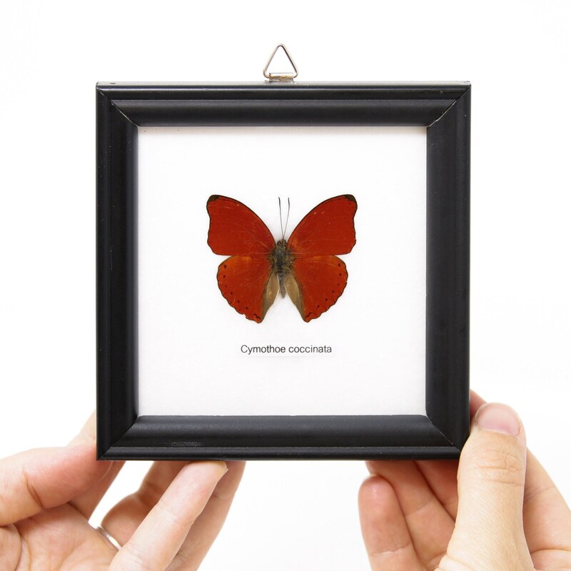 Red Butterfly - Etsy