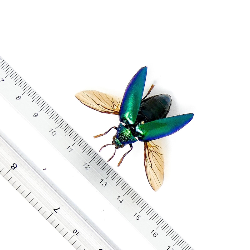 Jewel Beetle Wings - Etsy