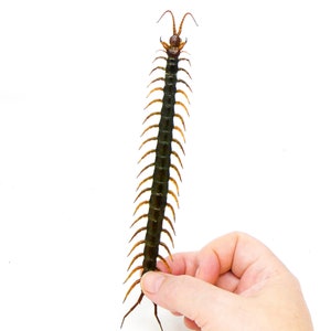 TWO (2) Java Centipedes (scolopendra Morsitans) 5.5 Inch. A1 Real ...