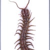 The GIANT Centipede (scolopendra Subspinipes) | Framed & Mounted ...