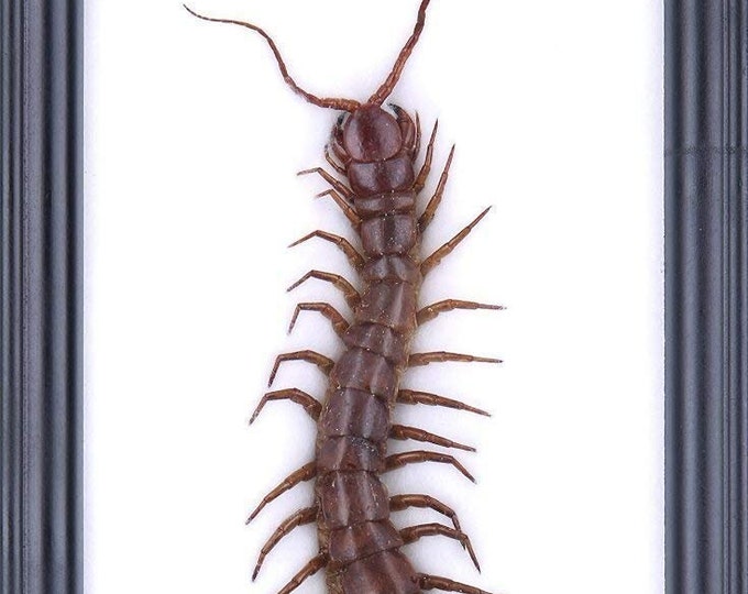 The GIANT Centipede (scolopendra Subspinipes) | Framed & Mounted ...