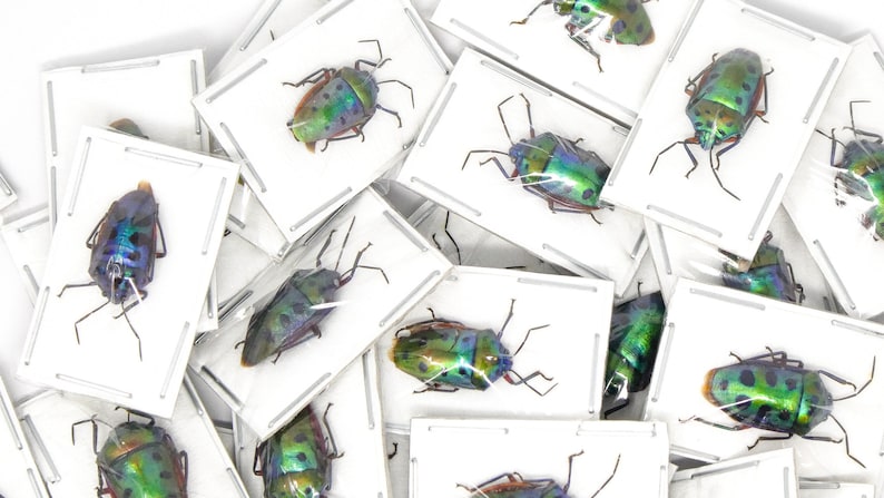 TWO (2) Mangrove Jewel Bugs (calliphara Nobilis) A1 Dry-preserved ...