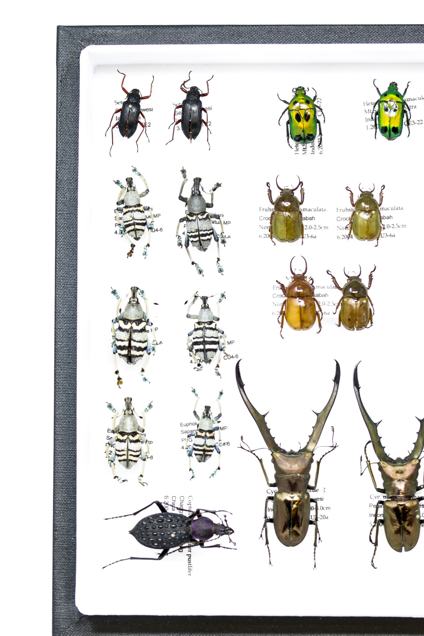 Framed Beetle Specimen Collection | Pinned Entomology Insect Specimens ...