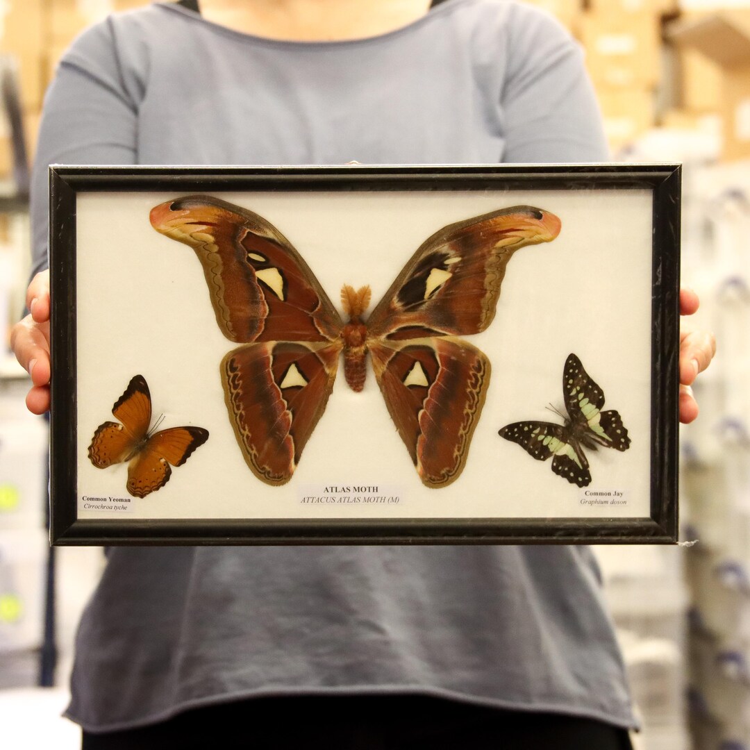 A Vintage Collection of Dry-preserved Taxidermy Atlas Moth and ...