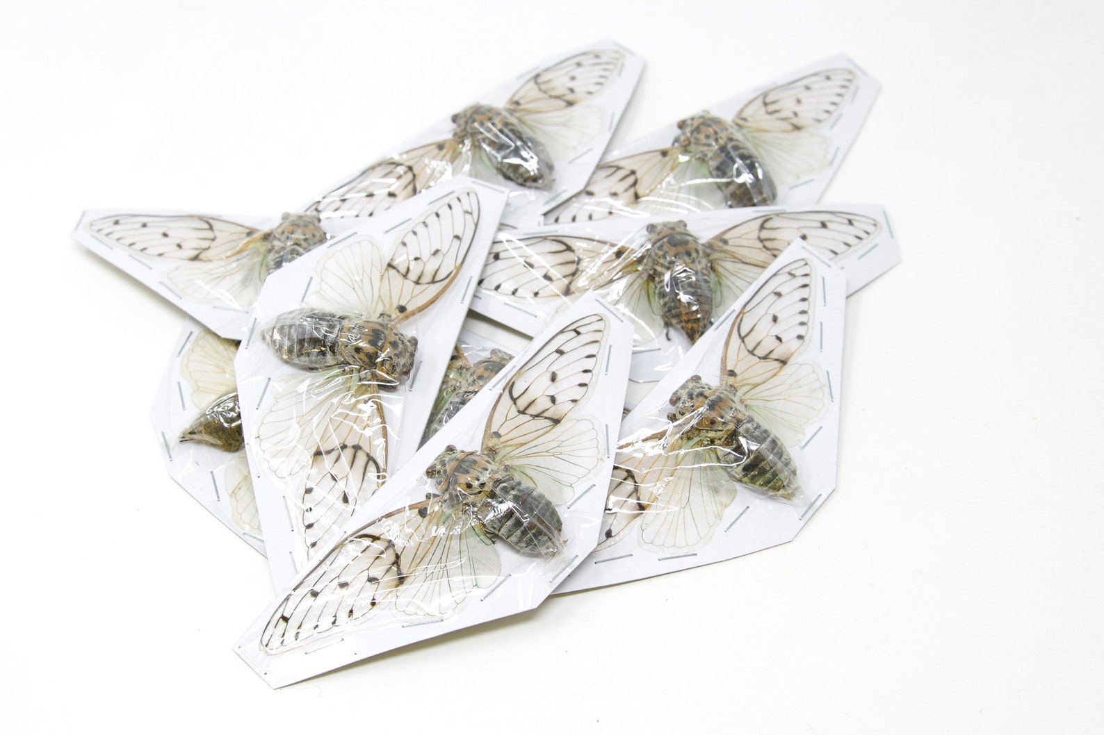 White Ghost Cicada (ayuthia Spectabilis) A1 Spread Specimens 120mm - Etsy