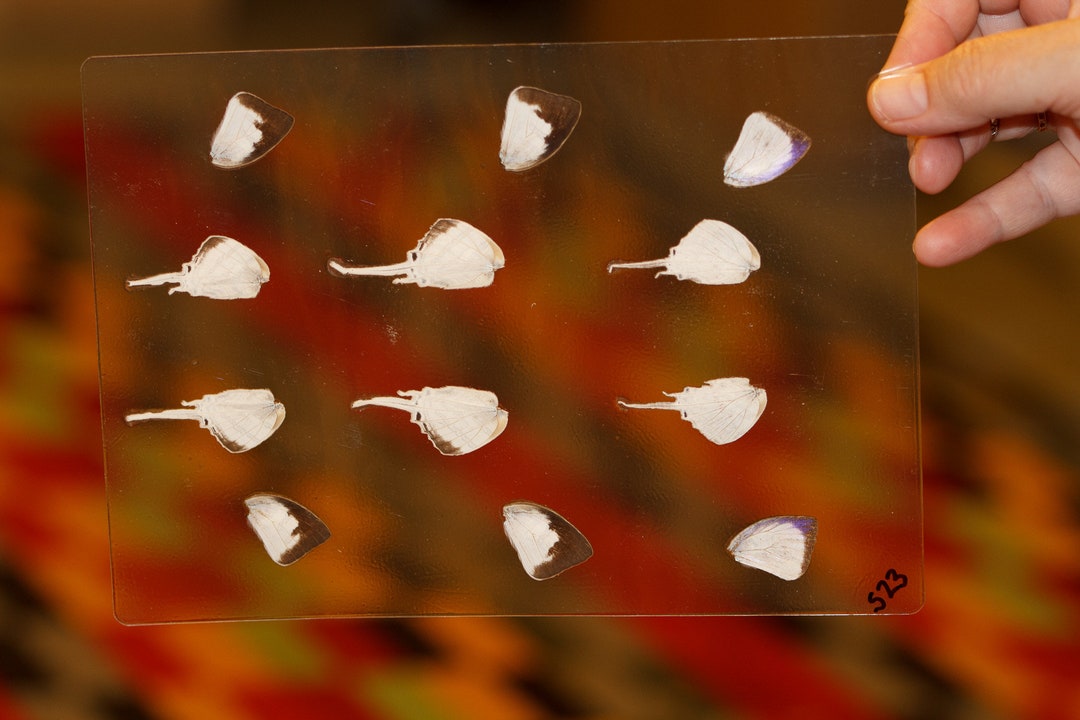Butterfly Wings GLOSSY LAMINATED SHEET Real Ethically Sourced Specimens ...