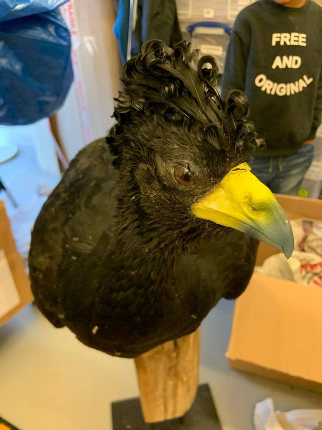 Great Curassow HOCKO Bird Taxidermy (crax Rubra) Non-cites Species - Etsy