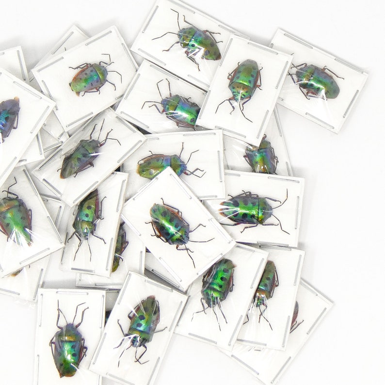 TWO (2) Mangrove Jewel Bugs (calliphara Nobilis) A1 Dry-preserved ...