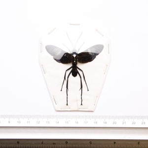 Tarantula Hawk Wasp (hemipepsis Speculifer Diselene) A1- 2.5inch ...