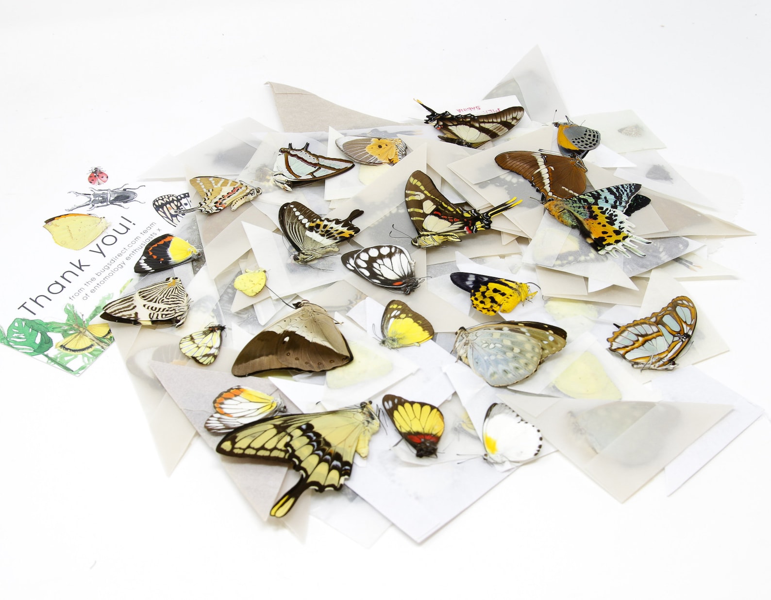 A Pack of 10, 25, 50, 100 Ethically Sourced Butterflies Assorted ...