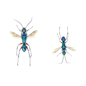TWO (2) Blue Green Wasps (ampulex Erythropus) A1 Wings-open - Etsy