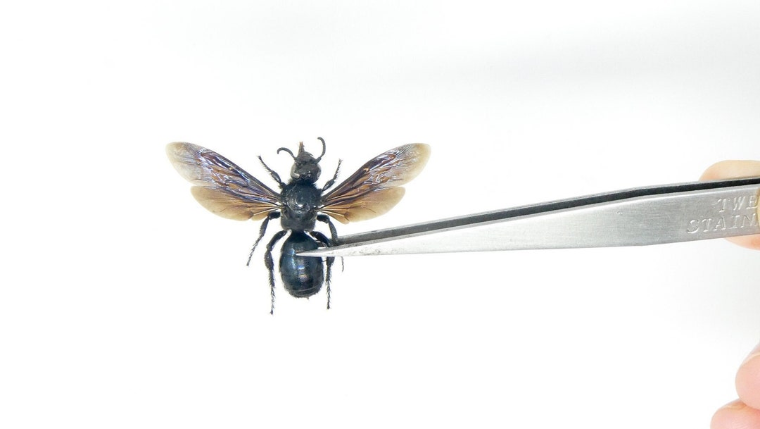 LOT OF 10 X Scoliid Wasps (scolia Affinis) A1 Entomology Specimens for ...