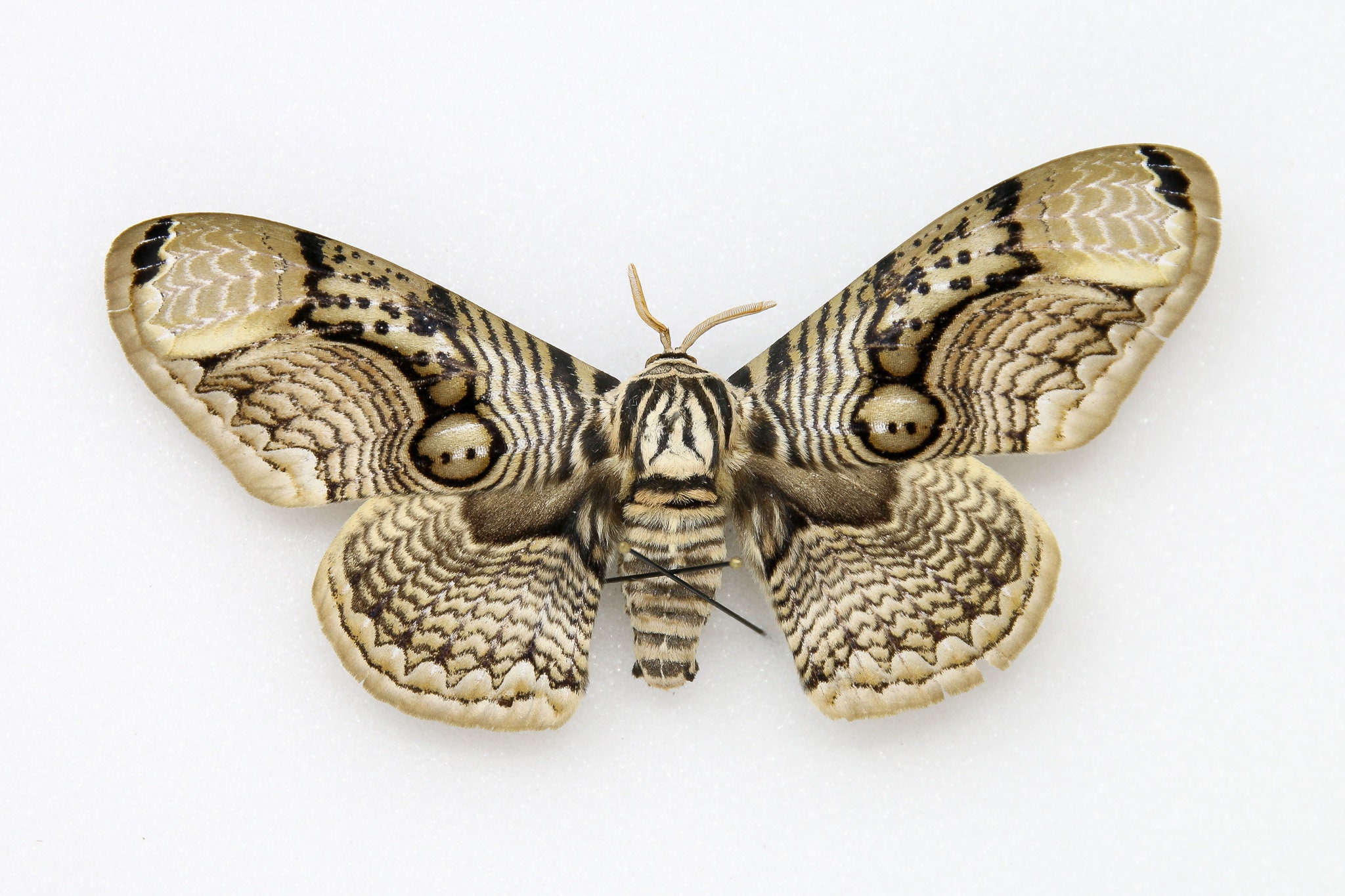 Brahmaea Moths Pinned Box Frame Taxidermy Collection | Real Entomology ...