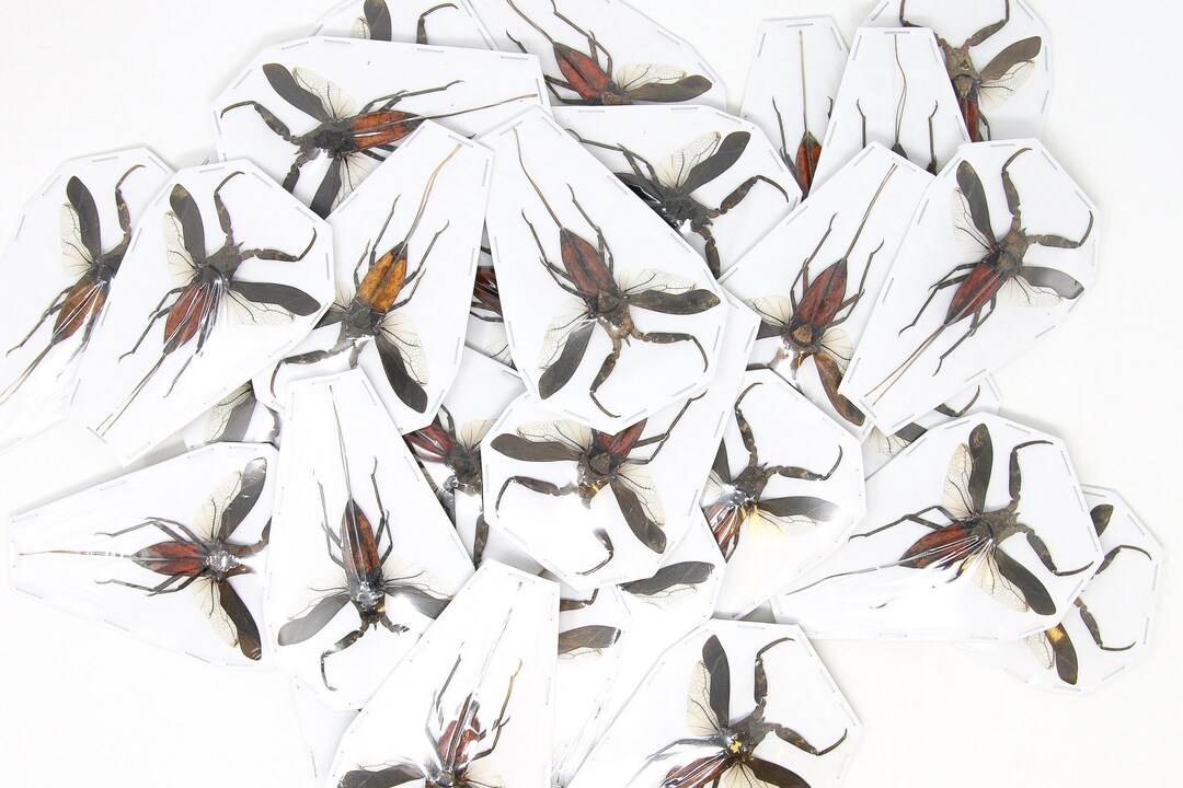Pack of 10 Java Water Scorpions (nepa Rubra) A1 Real Dry-preserved ...