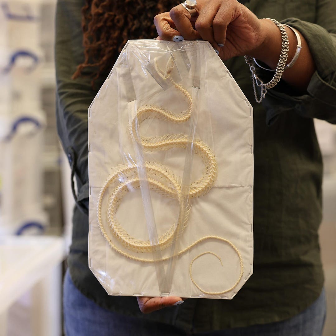 Ptyas Korros, CURVED COILED Snake Skeleton, Preserved Reptile Specimens ...