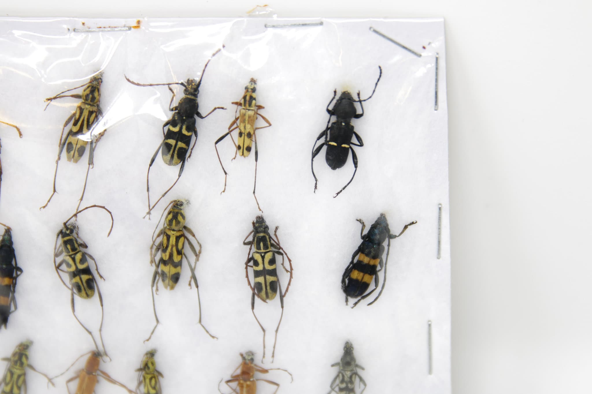Insect Specimen Collection, Thailand 2021 (Various Coleoptera) SET#AI01