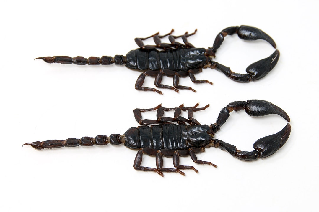 2 X Thai Black Scorpions (heterometrus Spinifer) SIZE M/L (120-160mm ...