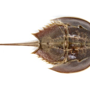 Horseshoe Crab (limulus Species) Limulidae Sea-life Specimens for ...