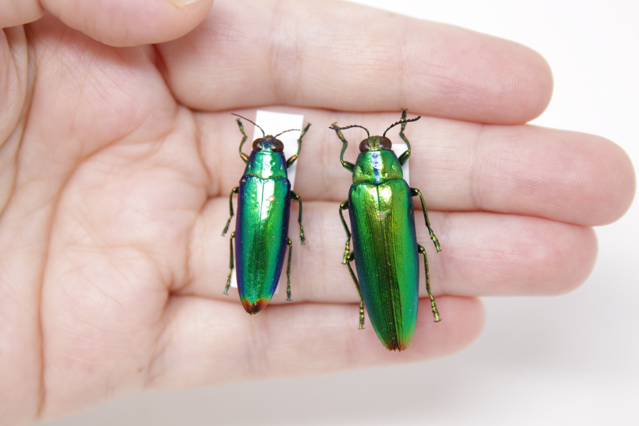 Chrysochroa fulminans 35.6mm, Seram Is. Indonesia, A1 Real Beetle ...