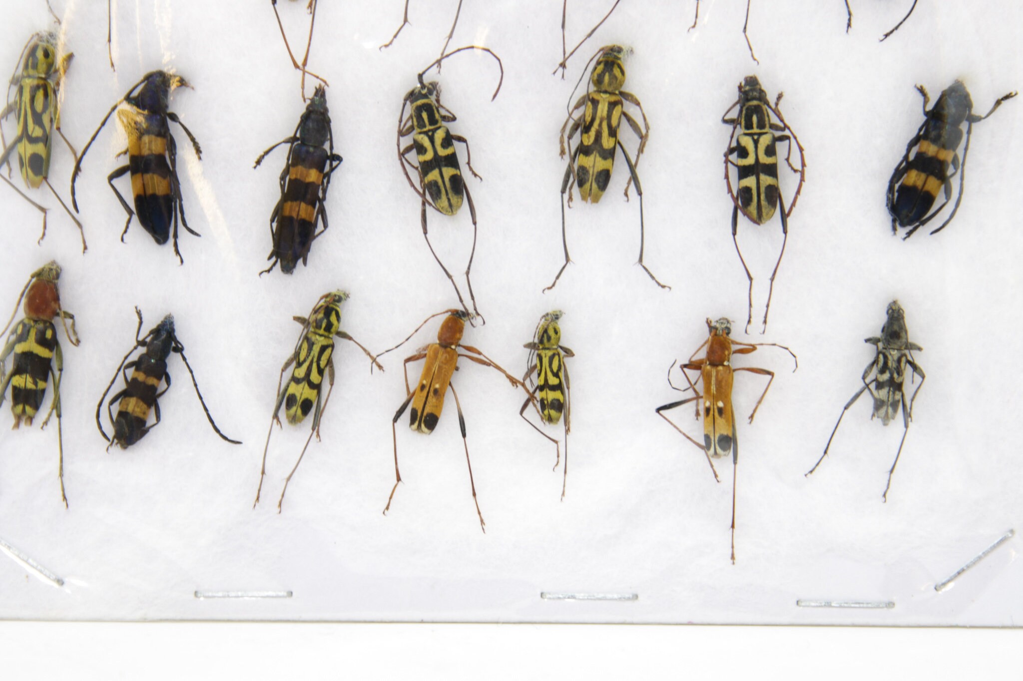 Insect Specimen Collection, Thailand 2021 (Various Coleoptera) SET#AI01