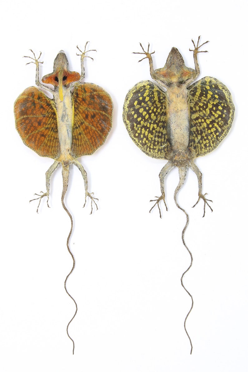 Pair of (2) Draco Flying Lizards (draco Haematopogon) | A1 Spread ...