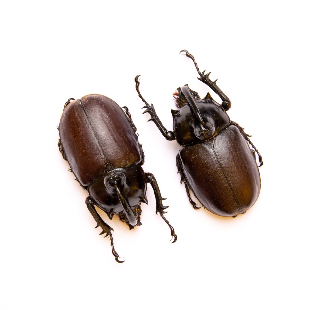 TWO 2 Rabbit Ears Rhino Beetles eupatorus Birmanicus A1 Insect ...