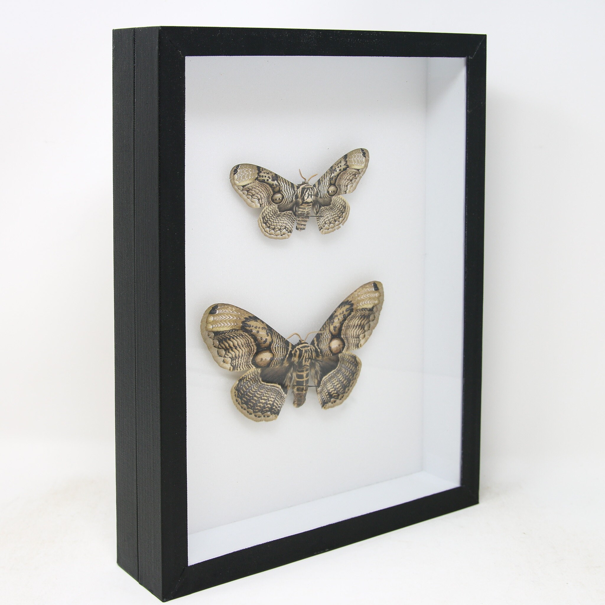 Brahmaea Moths Pinned Box Frame Taxidermy Collection | Real Entomology ...