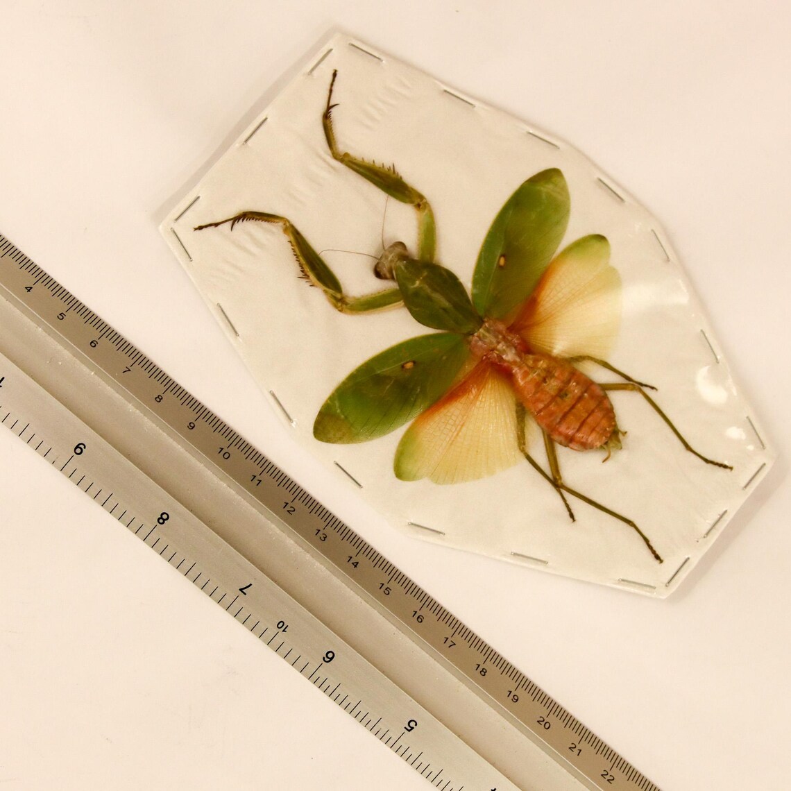 Shield Praying Mantis (rhombodera Javana) Indonesia, Spread Entomology ...